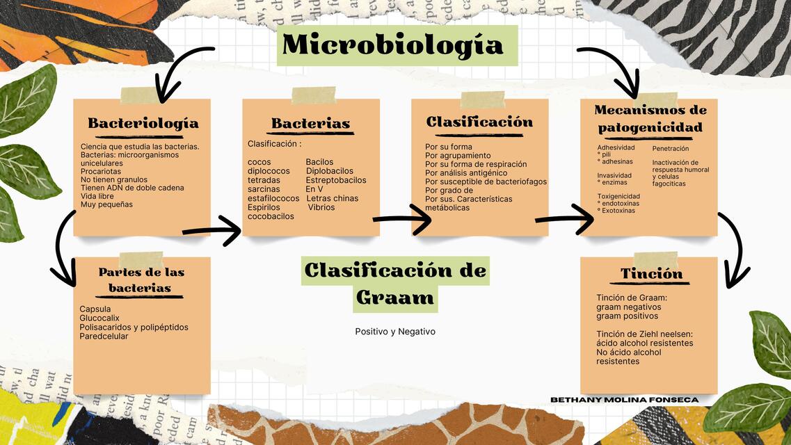 Mapa Mental Esquema Elegante Rosado pdf | Bethany | uDocz