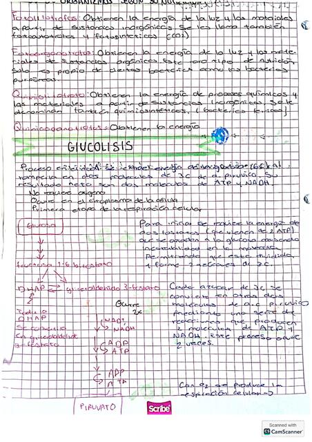 Glucolisis | Alexa Romero | uDocz