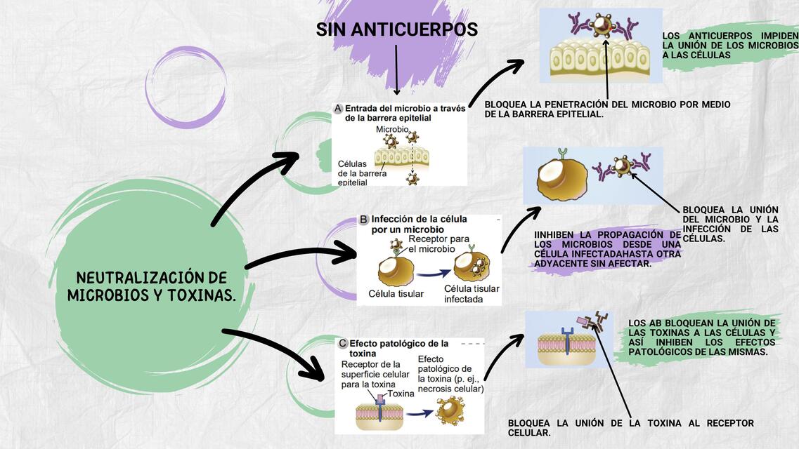 Neutralización de microbios y toxinas pdf | GAEL CAMPOS PALACIOS | uDocz