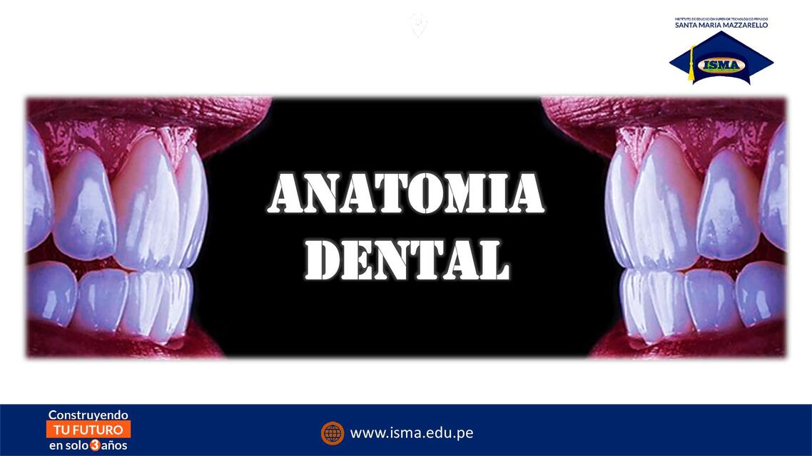 ANATOMIA DENTAL | Luz | uDocz