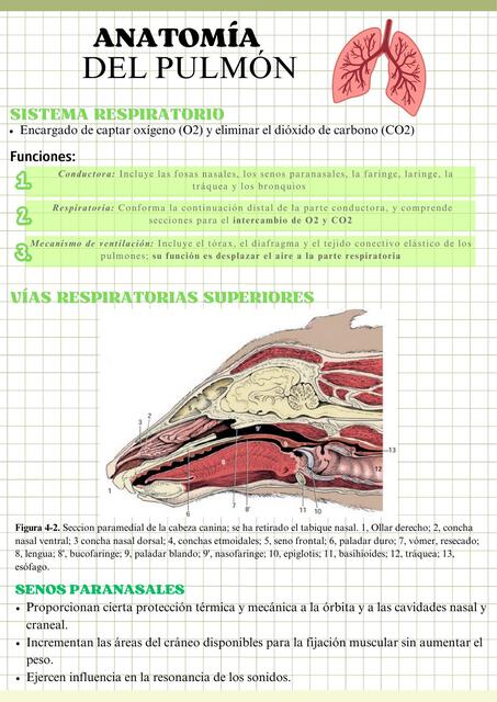 Anatomía del pulmón | Nathalia | uDocz