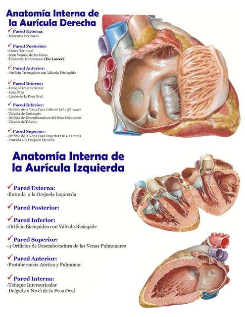anatom | Carlos | uDocz