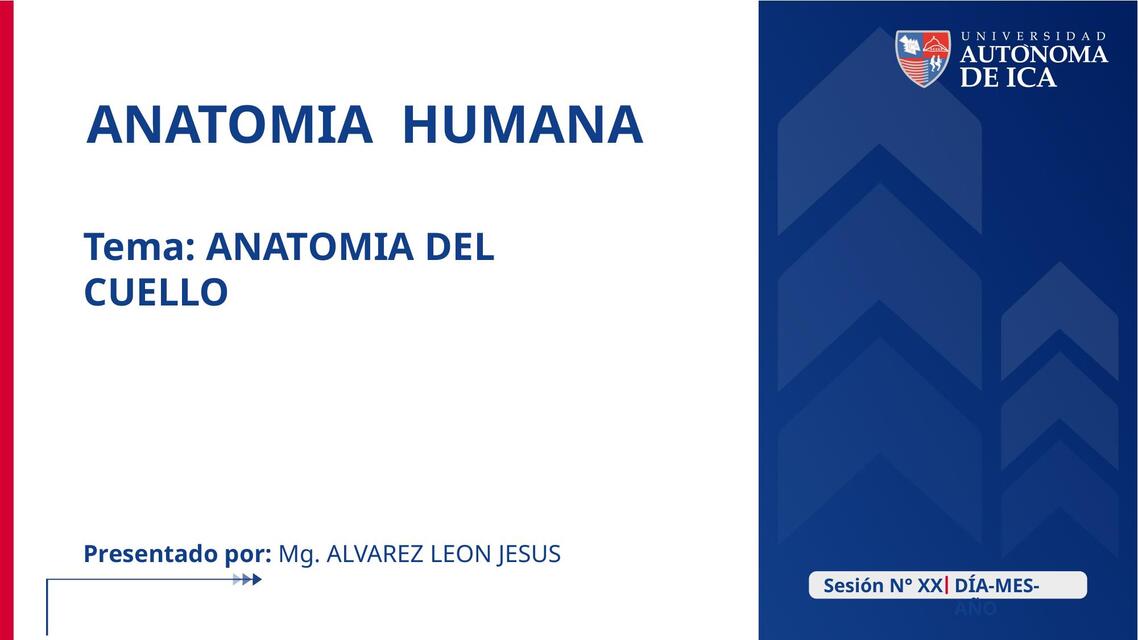 SEMANA 06 ANATOMIA DEL CUELLO DR ALVAREZ 1 | Miguel Angel | uDocz