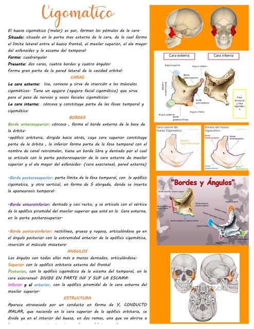cigomatico | Dasz_rojas | uDocz