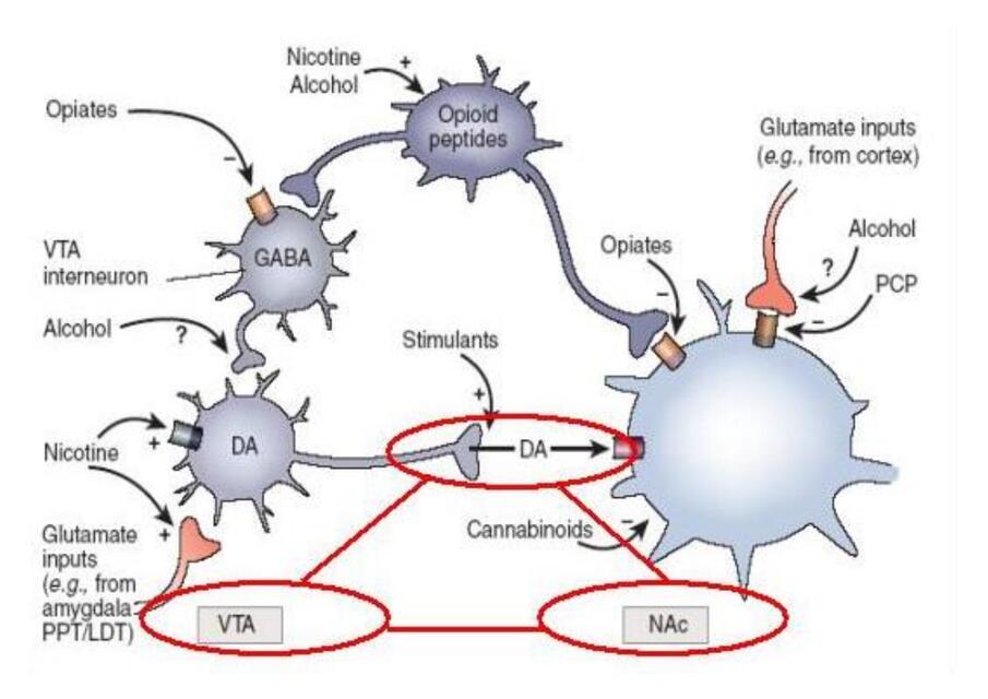 fisiopatología | Brenda M. | uDocz