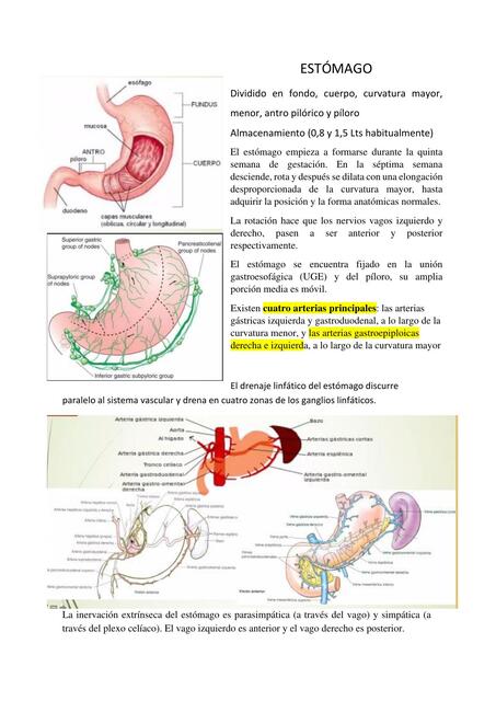Estómago Schwartz | Christian Pesantez | uDocz