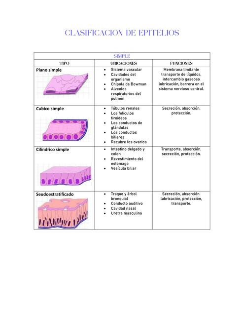 Nomenclatura (clasificación) de epitelios | Meneses | uDocz