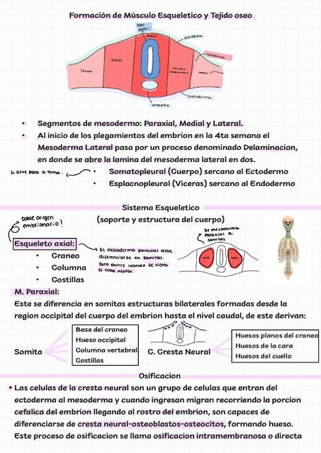 Musculo Esqueletico Hueso y mal Formaciones 1 | MATILDE SOFÍA | uDocz