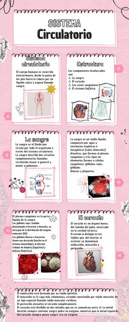 Flashcards de Cardiovascular sistema | Por Álvarez López | uDocz