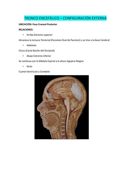 Tronco encefálico | arbol | uDocz