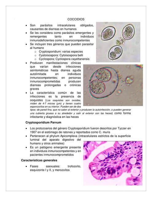 Flashcards de COCCIDIOS | Por BLANCA CAROLINA NAVARRO PERALTA | uDocz