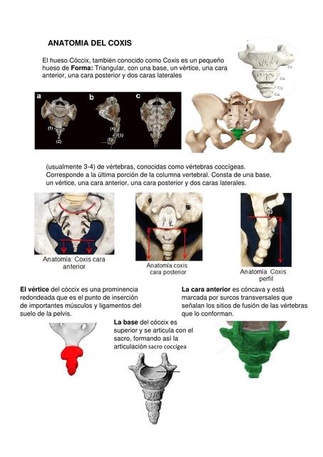 anatomia coxis | Diego Martín Cosme choque | uDocz