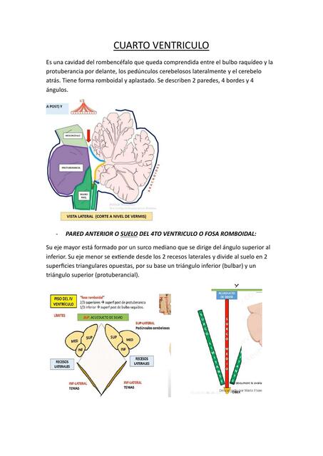 CUARTO VENTRICULO | Victoria Copte | uDocz