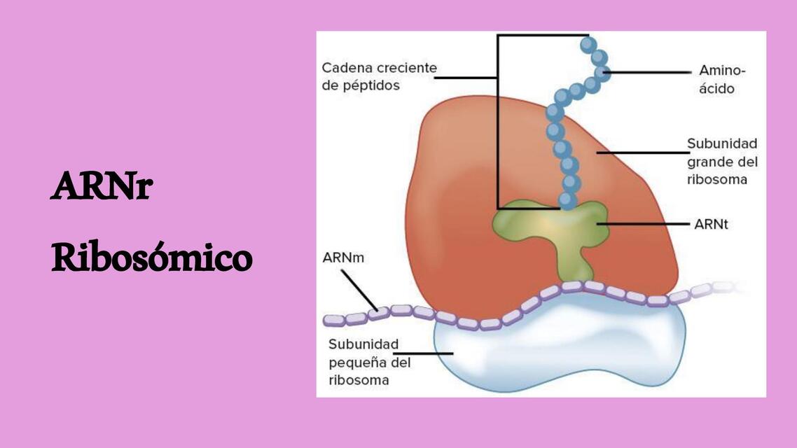 ARNr | Margarita | uDocz