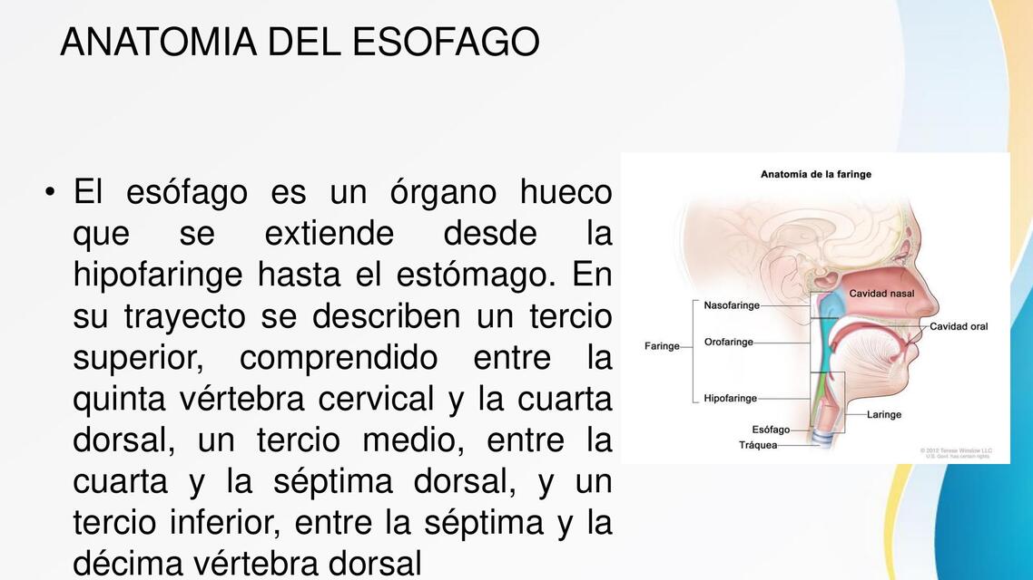 ANATOMIA DEL ESOFAGO | samir | uDocz