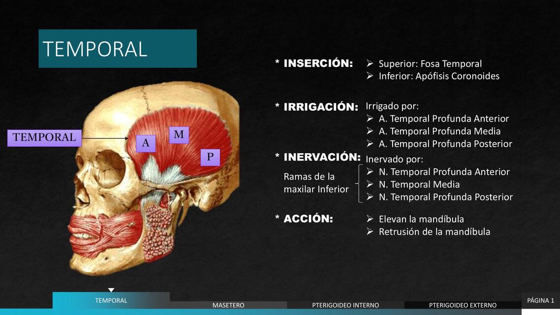 Musculos Masticatorios | Biani Quispe Bola Os | uDocz