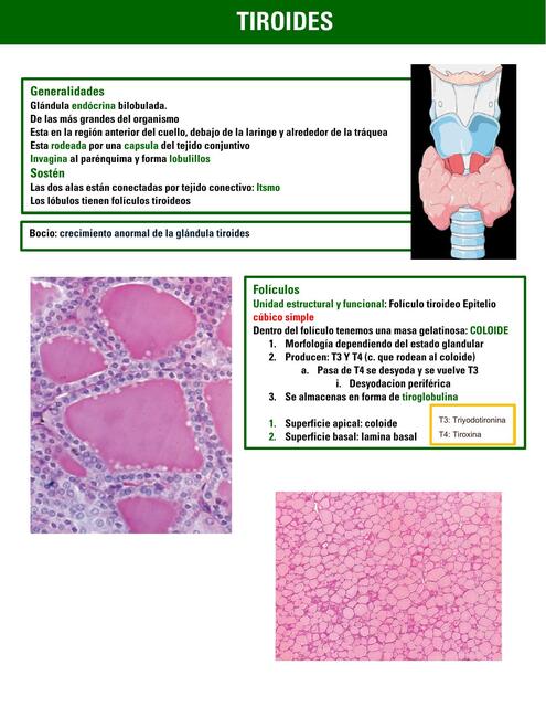 Tiroides | Morita | uDocz