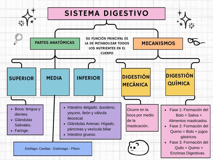 Mapa Conceptual Aparato Digestivo Eva Udocz