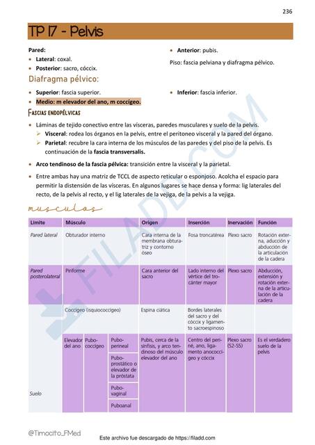 Flashcards de Resumen Anatomia Pelvis 2 | Por Irena | uDocz