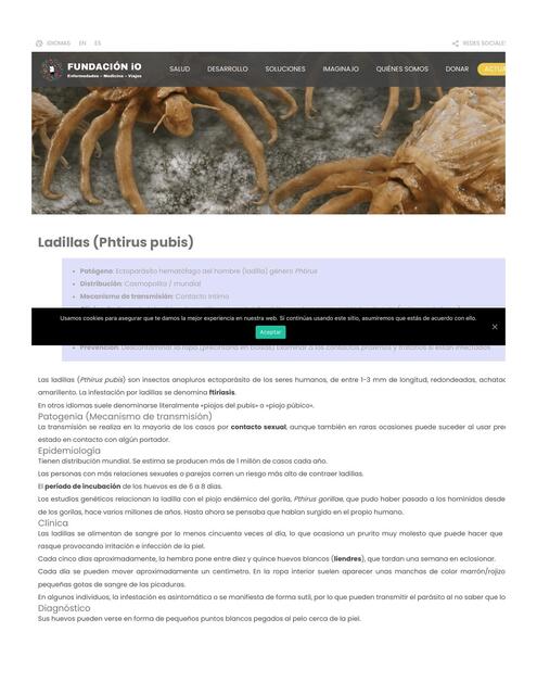 Ladillas Phtirus pubis Fundación iO | Michelle González | uDocz