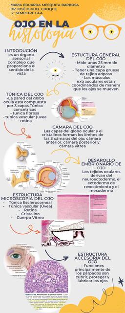 Infográfico histo ojo 1 | Madú | uDocz