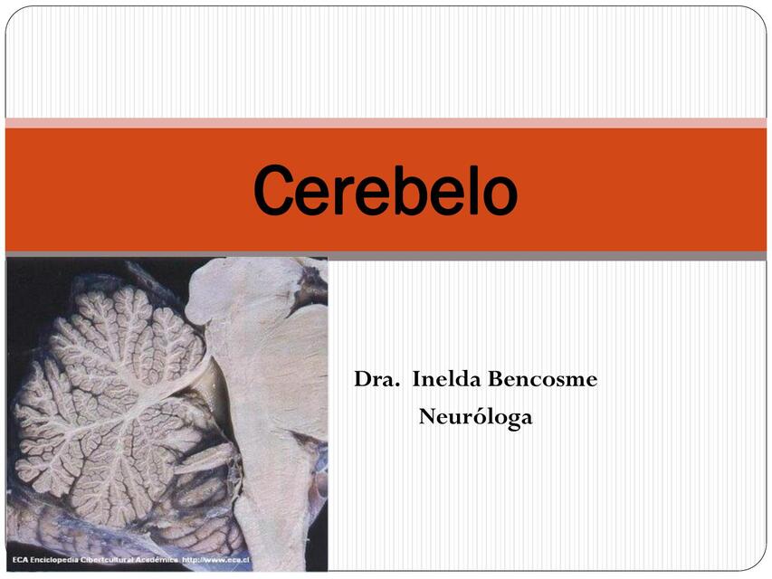 Cerebelo teoria1 | Lesly Nuñez | uDocz