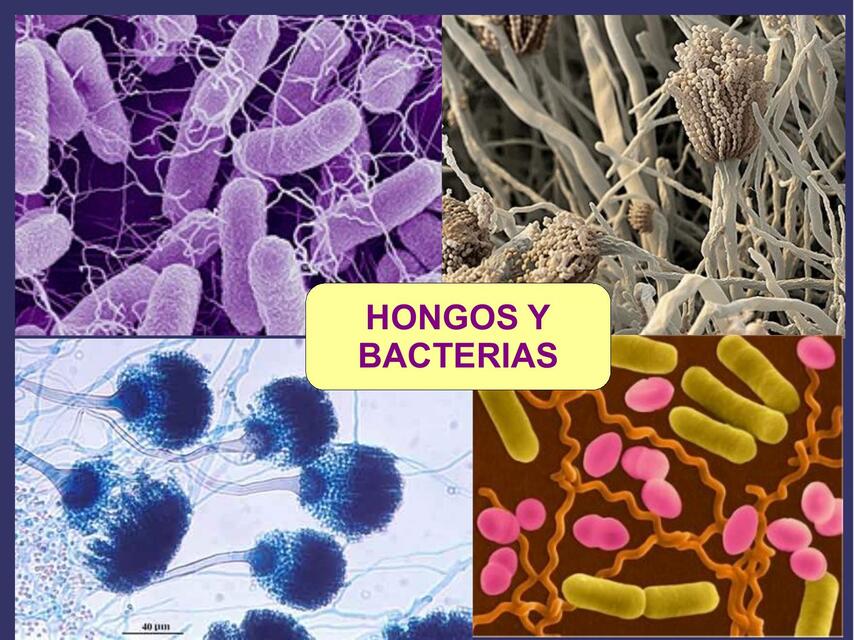 bacter | sofia | uDocz