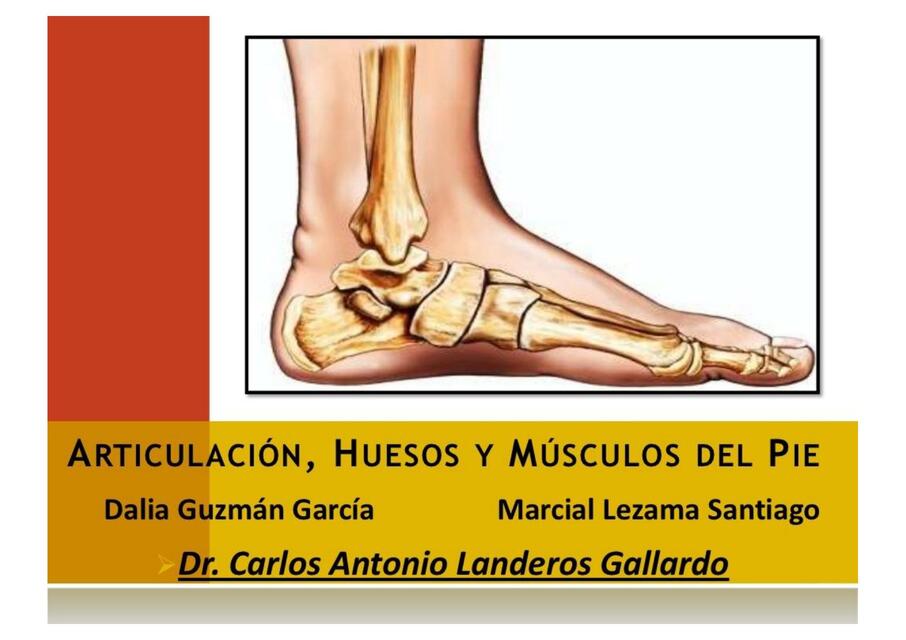 Articulaciones huesos musculos pie | sofia | uDocz