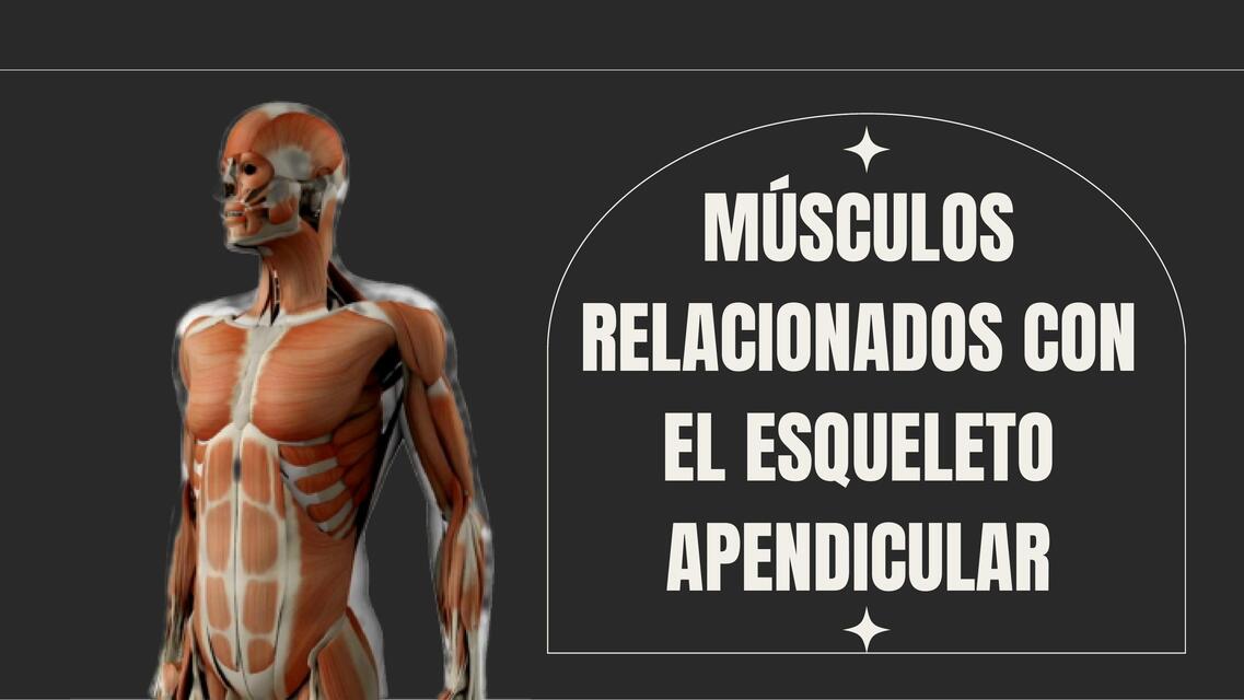 MÚSCULOS DEL SISTEMA APENDICULAR | Lucero R. CH. | uDocz