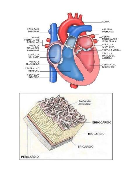 CORAZON 1 1 1 | Sury Evaluna Arteaga Colchado | uDocz