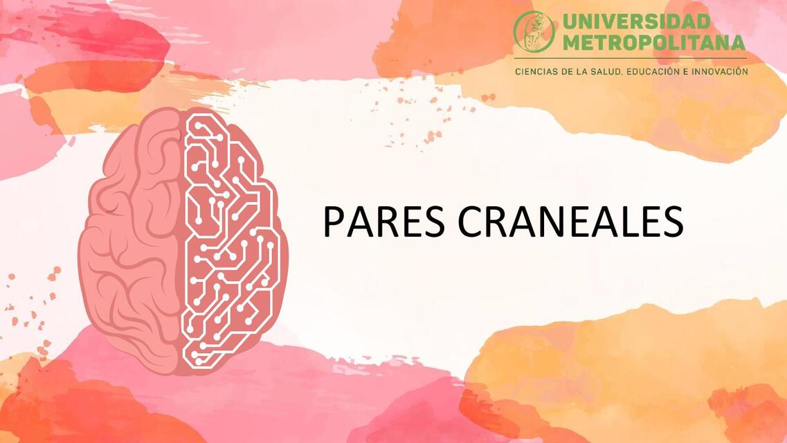 PARES CRANEALES ANATOMIA | ana | uDocz