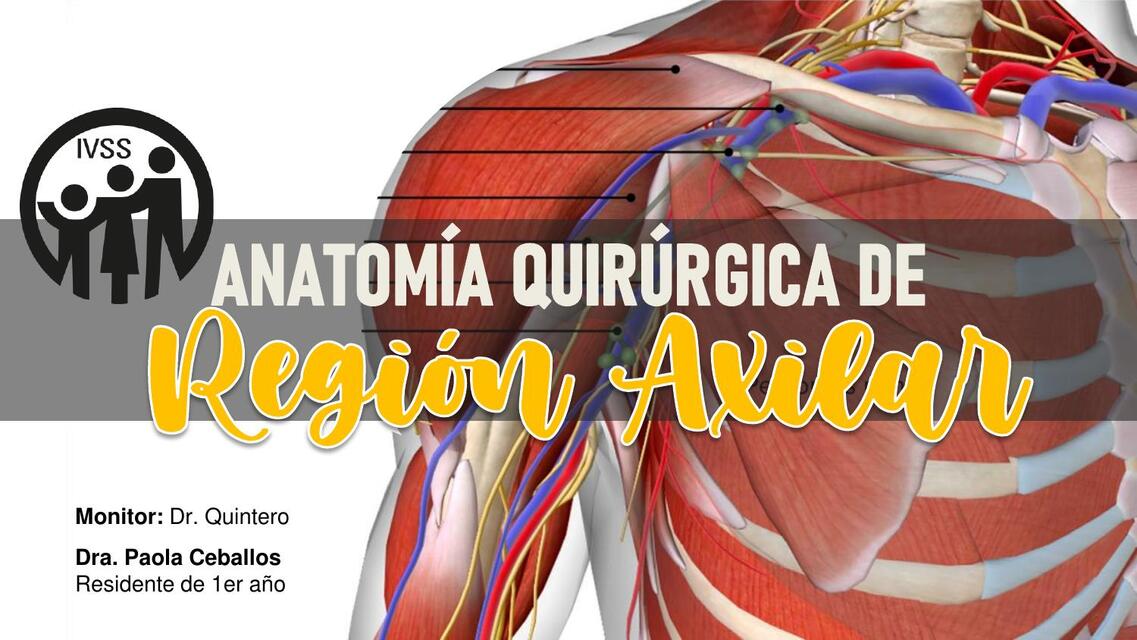 Anatomia quirurgica de la fosa axilar | Pao | uDocz