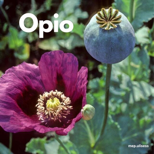 Generalidades del Opio | Ulises | uDocz