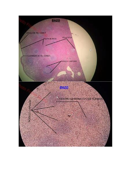 FOLICULOS PILOSOS Y GLANDULAS SEBACEAS | estrella | uDocz