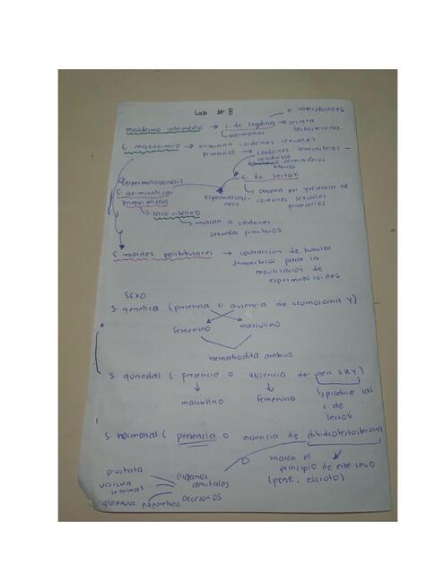 Document Camila Udocz