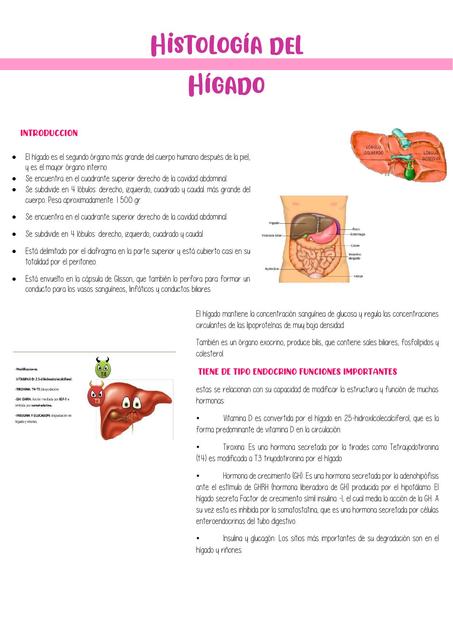 Histologia del higado | Gi Molina | uDocz