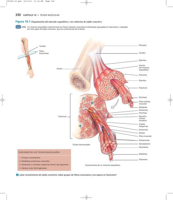 anatomia 1 | Mariel | uDocz