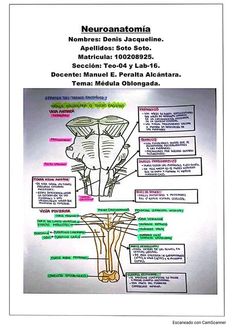 Médula Oblongada | Abigail Valdez | uDocz