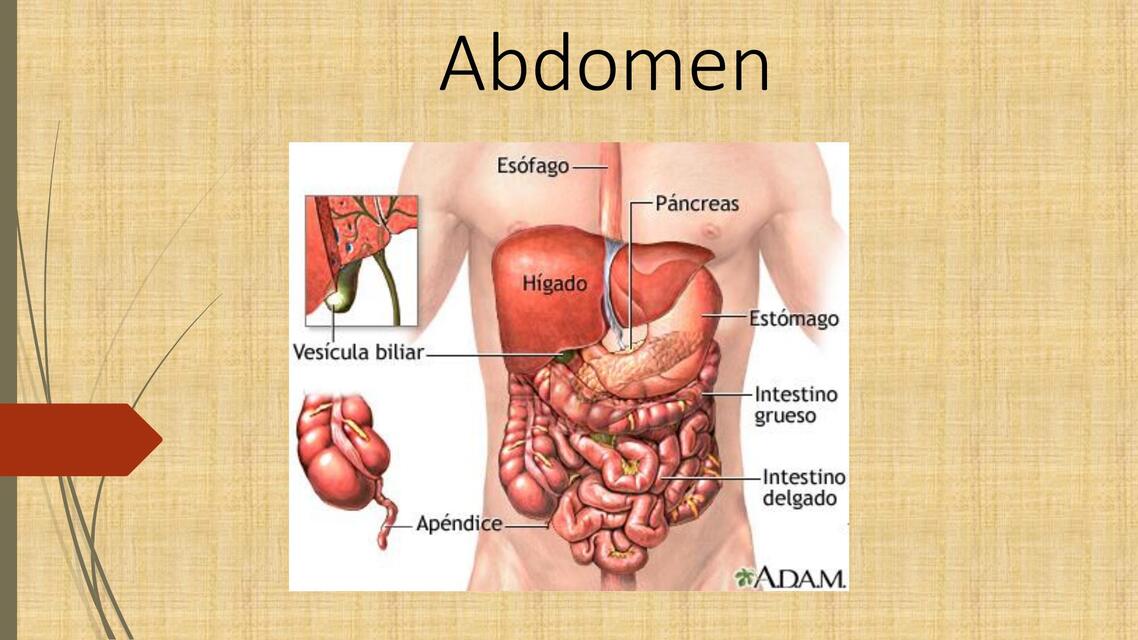 Abdomen 1 | Mar | uDocz
