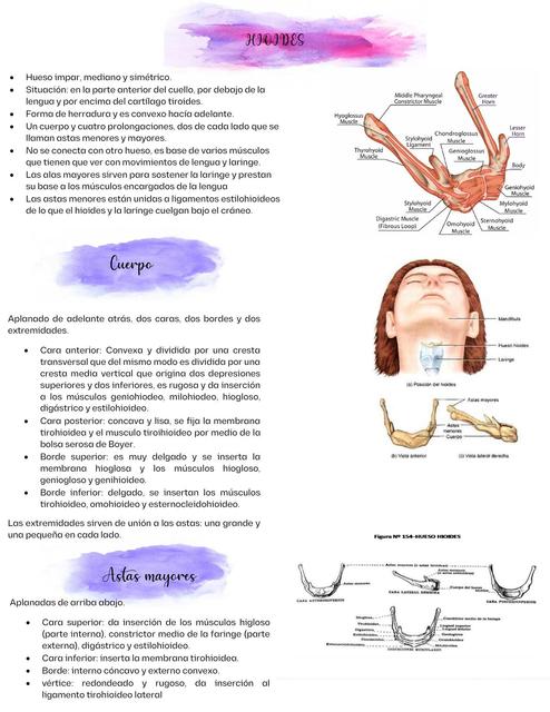 Hioides | Chaosmere | uDocz
