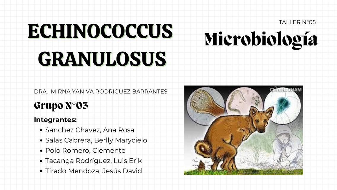 echinococcus granulosus Microbiología | BERLLY MARYCIELO | uDocz