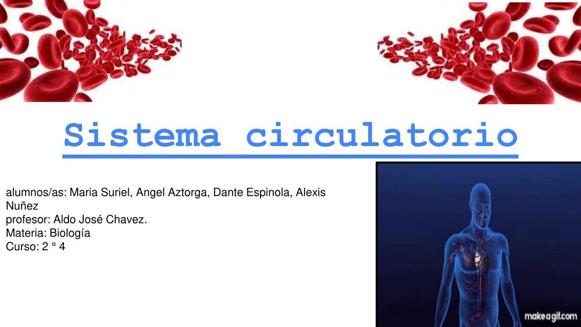 Sistema circulatorio | Maria | uDocz
