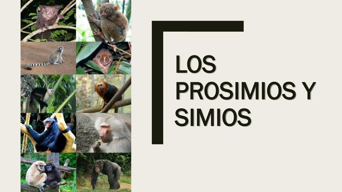Los prosimios y simios | Agustina | uDocz