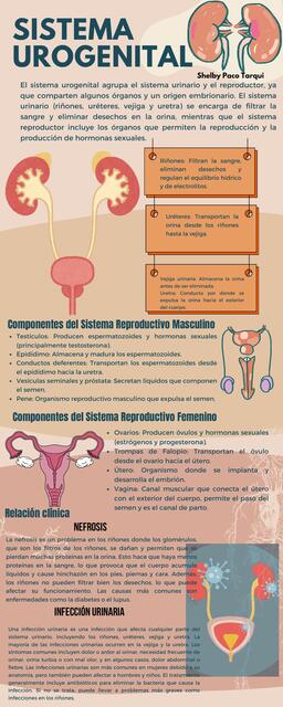 Sistema urogenital | Ashley | uDocz