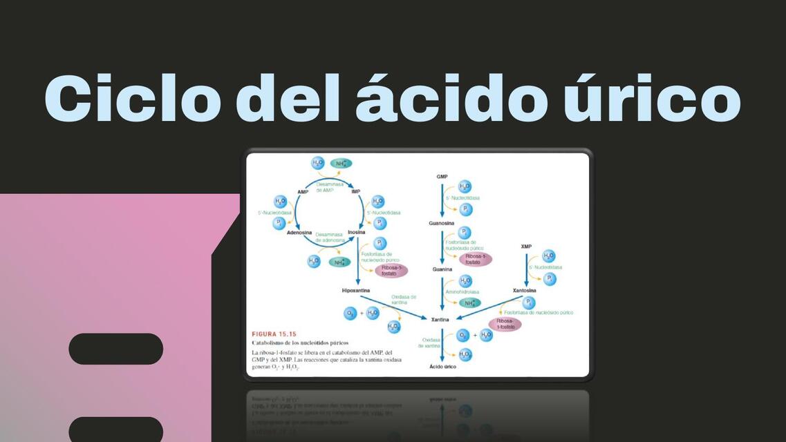 Ciclo del Ácido Úrico | Luis Daniel | uDocz