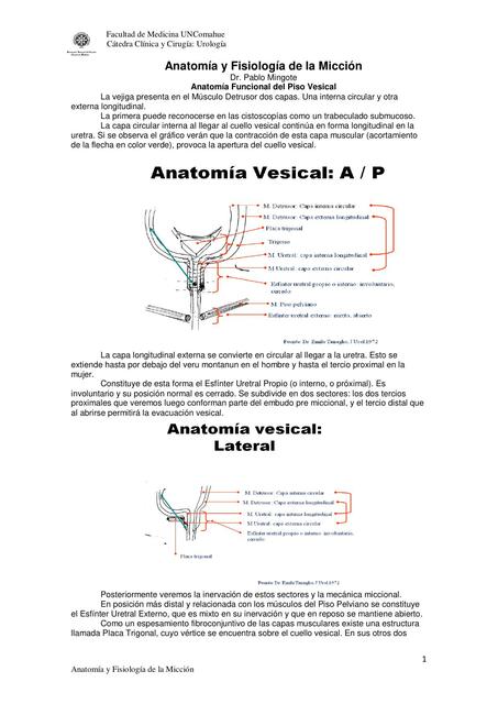 Anatomia y Fisiologia de la Miccion | yerson alarcon | uDocz