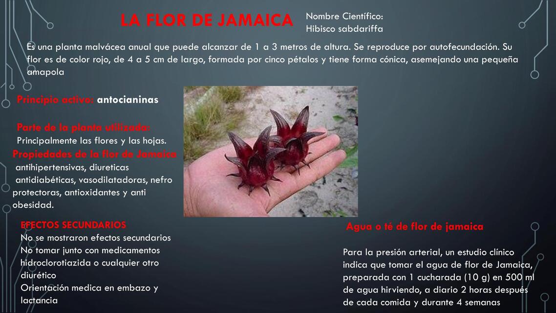 LA FLOR DE JAMAICA | Azaleh H | uDocz