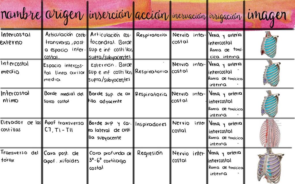 Músculos del Torax | Andrea Avalos | uDocz