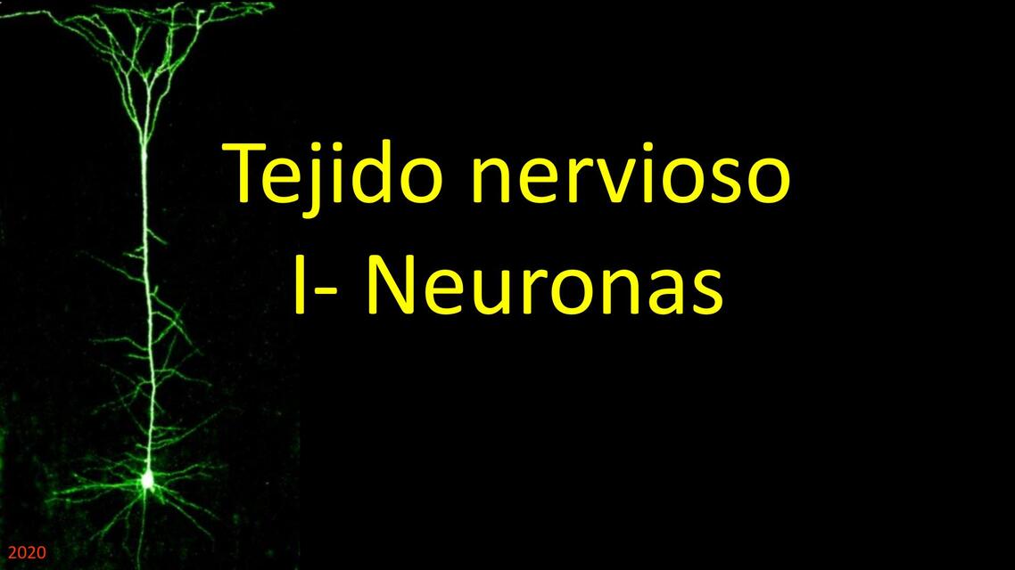 Flashcards de 01 tejido nervioso panoramico Neuronas | Por ASCC | uDocz
