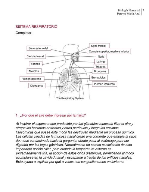 Sistema Respiratorio | Azul | uDocz